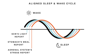 The Science of Sleep: Circadian Rhythm & the Sleep-Wake Cycle