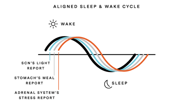 The Science of Sleep: Circadian Rhythm & the Sleep-Wake Cycle