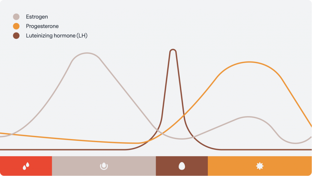 How Your Menstrual Cycle Impacts Your Entire Body - The Pulse Blog